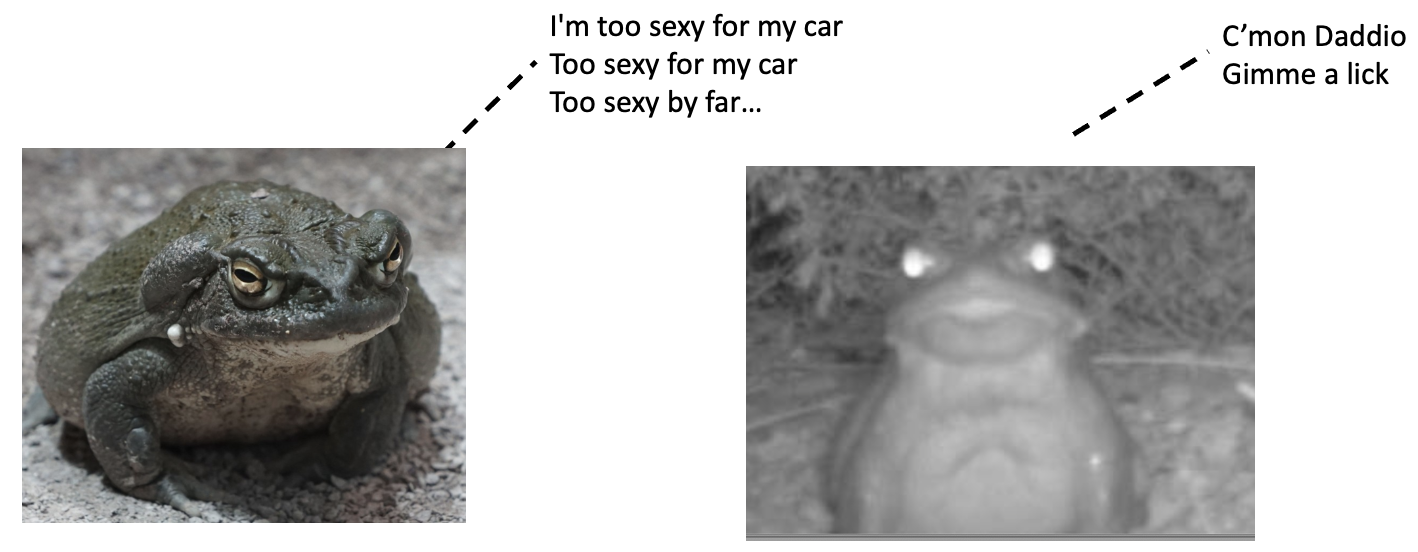 No, You Should Not Lick Frogs: A Hallucinogenic Chemistry Lesson | American Council on Science ...